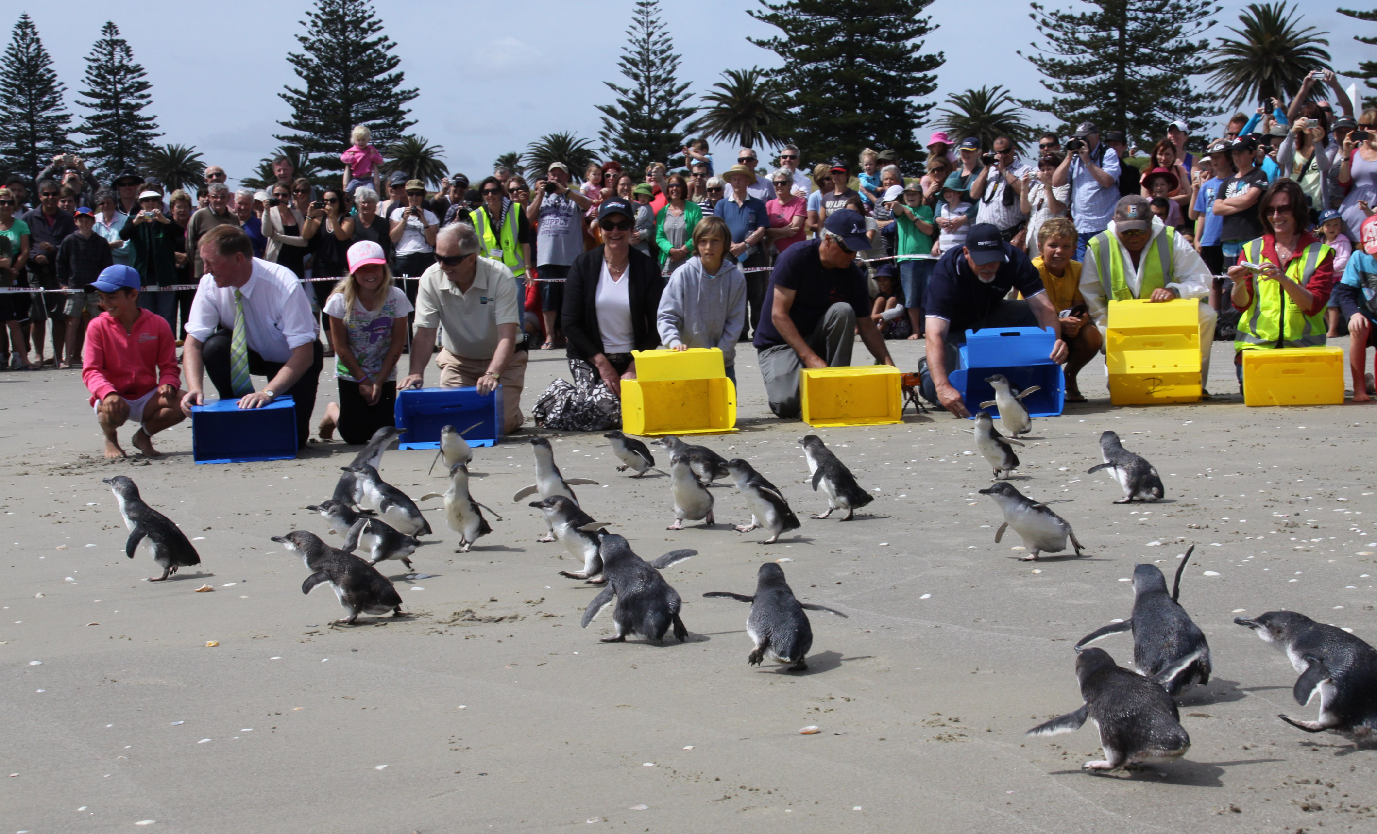 Auckland.Scoop » Back to the sea: 49 little blue penguins released ...